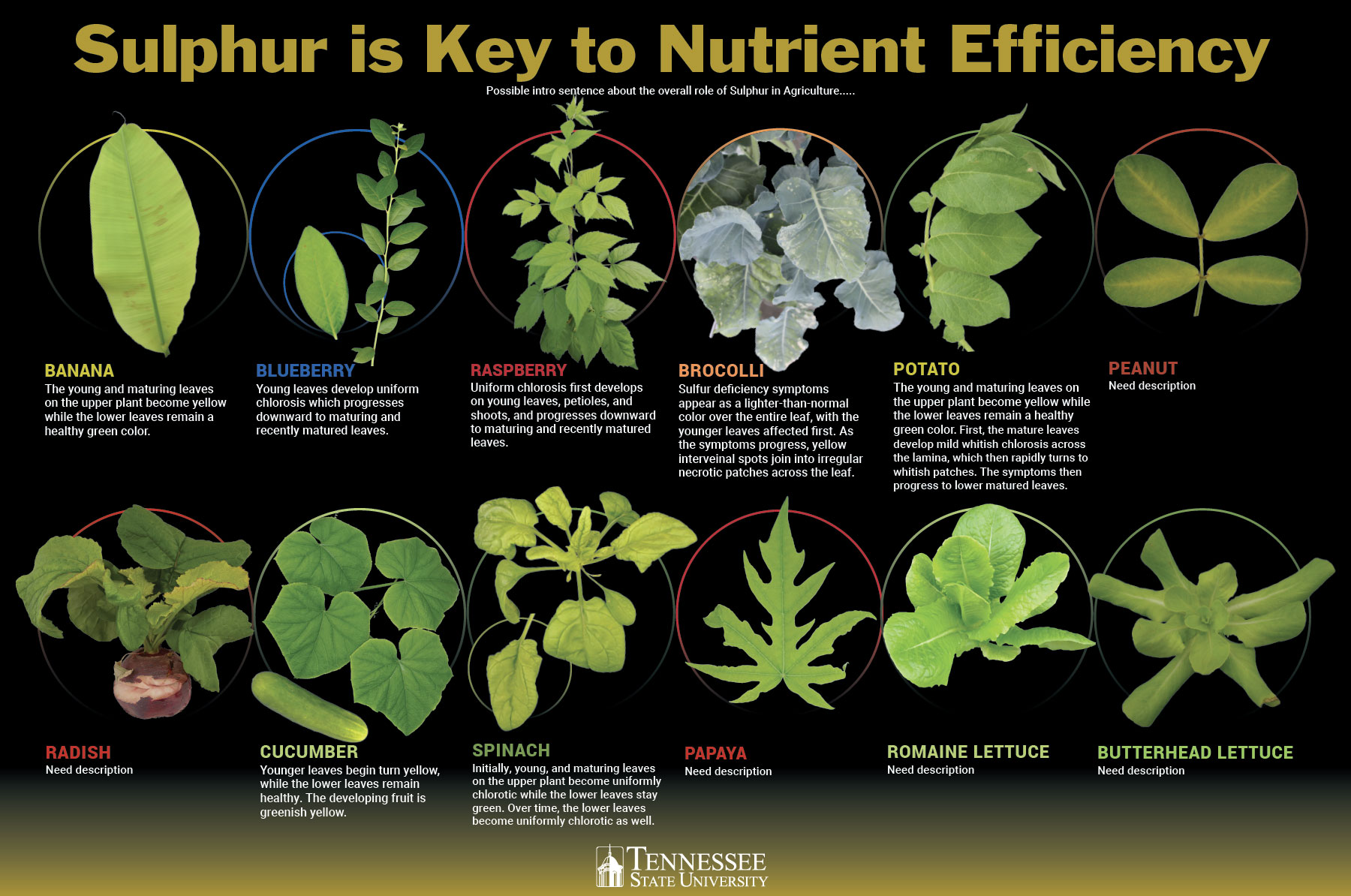 Sulfur Deficiency Symptoms In Food Crops The Sulphur Institute